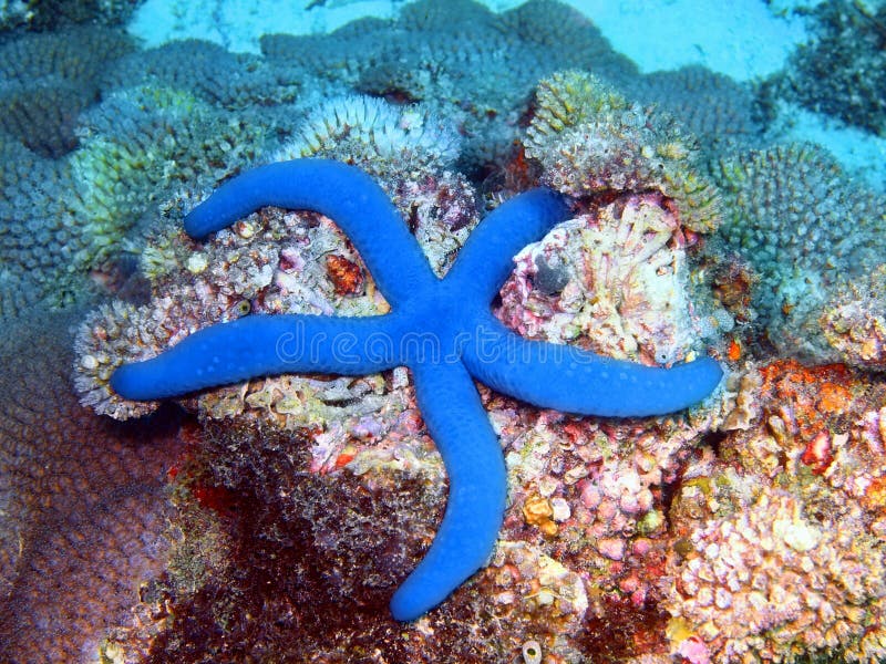 Starfish stock photo. Image of reef, ocean, tropic, starfish - 37992128