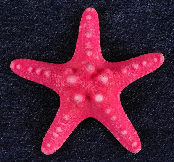 Starfish stock photo. Image of life, crustacean, coral - 3876238