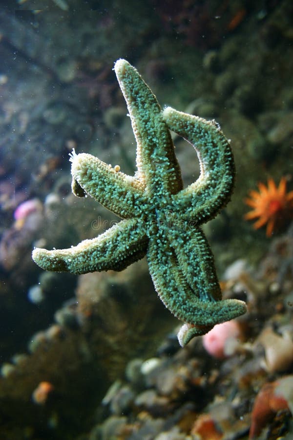 Seahorse kiss Starfish stock image. Image of seahorse - 9602759