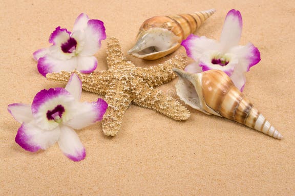 Starfish stock photo. Image of shell, orchid, petal, seashell - 4961886