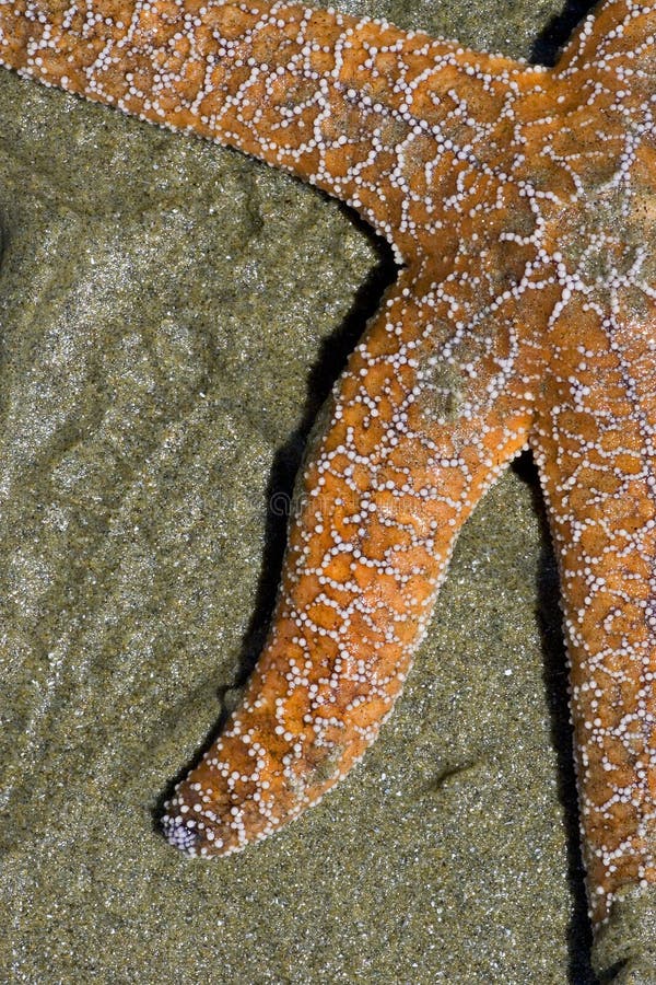 Starfish 5 stock image. Image of marine, star, water, island - 144413