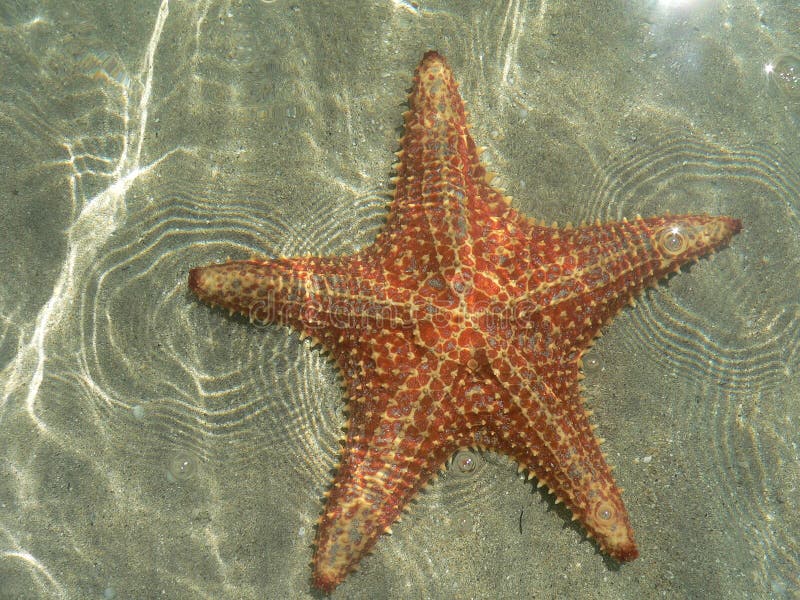 101,348 Starfish Stock Photos - Free & Royalty-Free Stock Photos from ... 101,348 Starfish Stock Photos - Free & Royalty-Free Stock Photos from ...