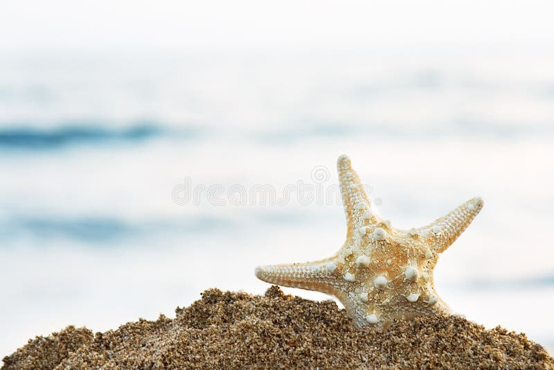Two Sea Star Starfish on Beach Stock Photo - Image of leisure, resort ...