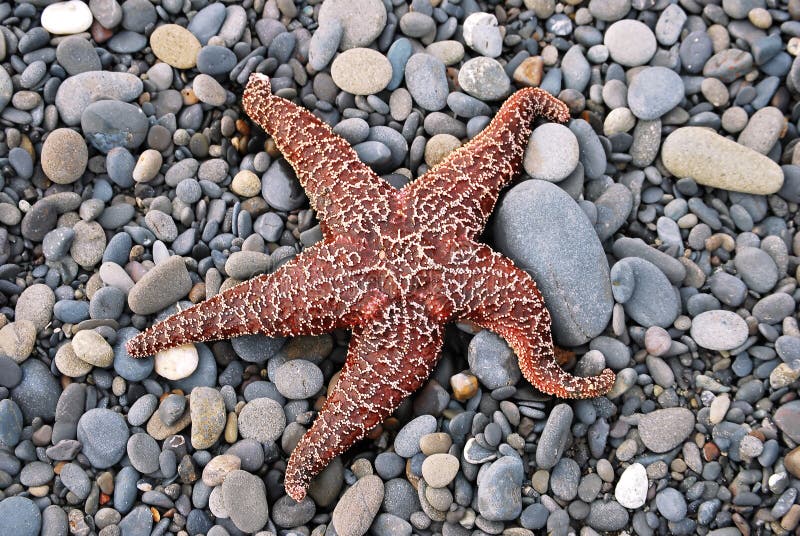Starfish stock image. Image of ocean, coastline, animal - 6796287
