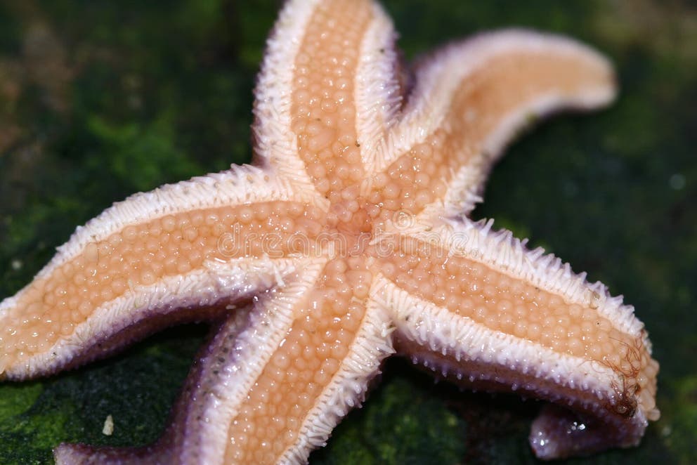 Starfish stock image. Image of aquatic, starfish, denmark - 681717