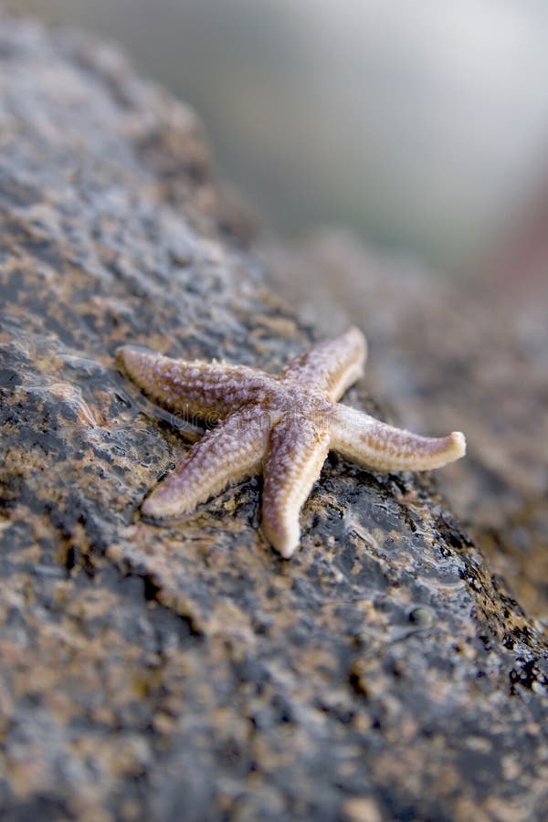 Starfish stock image. Image of star, shore, ocean, texture - 7366695