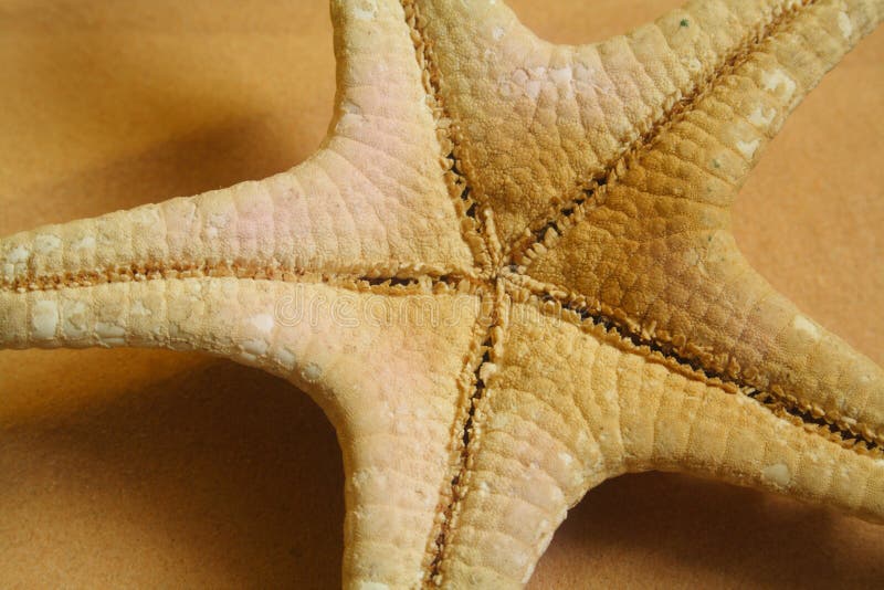 Gold starfish pendant stock photo. Image of hanging, pendant - 85566968