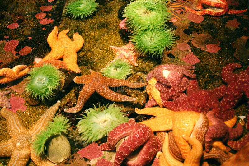 Starfish stock image. Image of nature, marine, tidepool - 7820185
