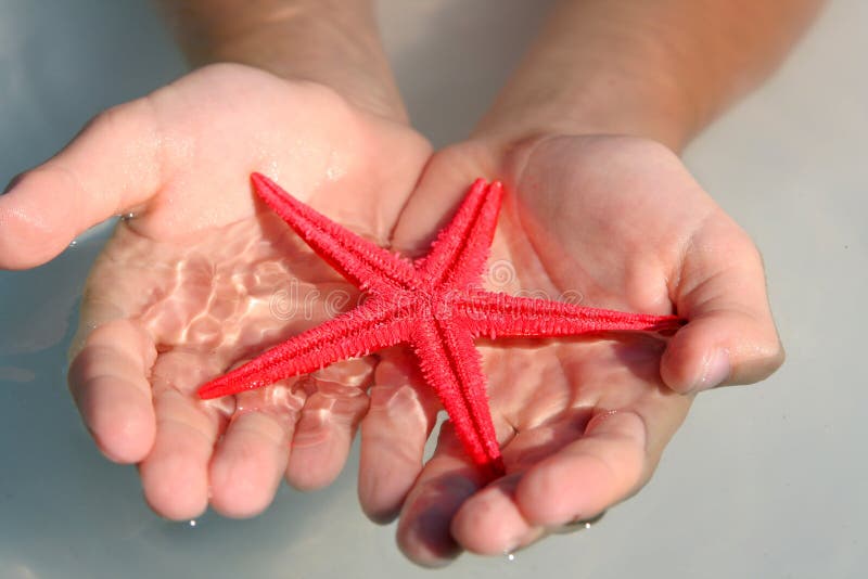 Starfish stock photo. Image of beautiful, tropical, bathing - 898748