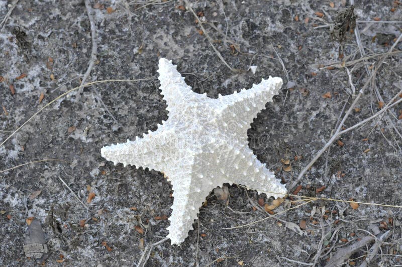 Starfish stock image. Image of texture, macro, tropical - 9089615