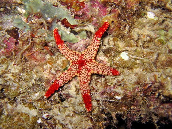 Starfish stock photo. Image of aquatic, creature, legged - 969544