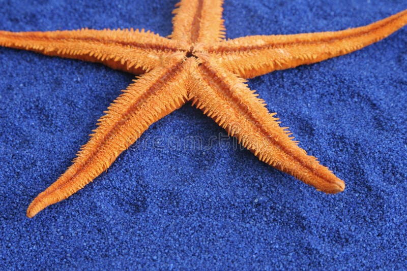 Starfish stock image. Image of granules, lonely, ecology - 976795