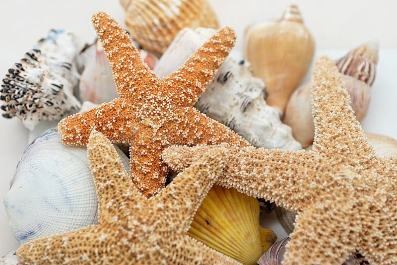 Starfish ans shells stock image. Image of water, aquatic - 620047