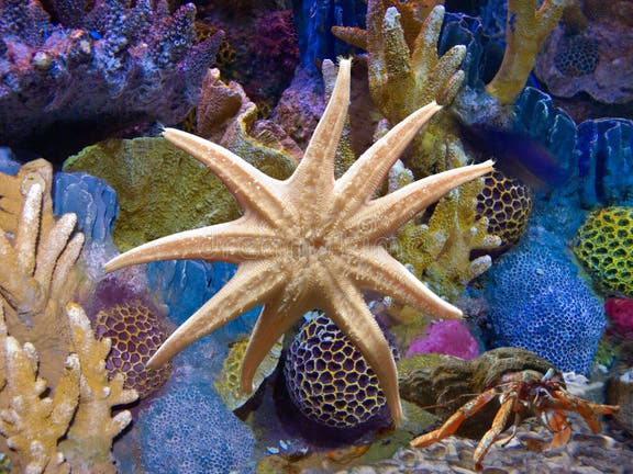 Starfish in Aquarium Exotic Stock Image - Image of aquatic, coral: 10195313