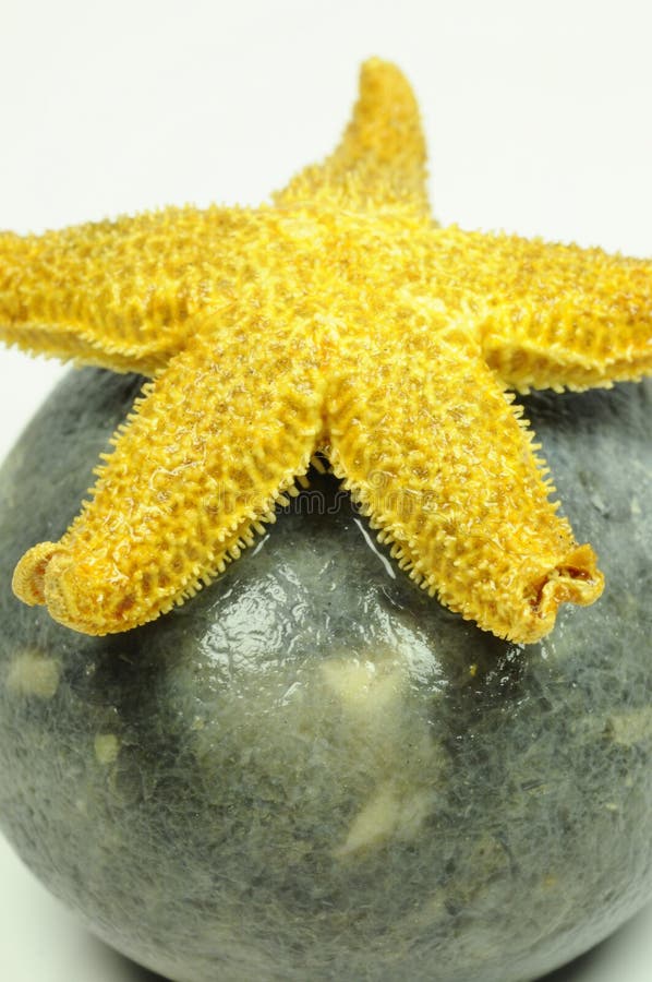 Starfish Asteroidea In Einem Aquarium Stockfoto - Bild von tropisch ...