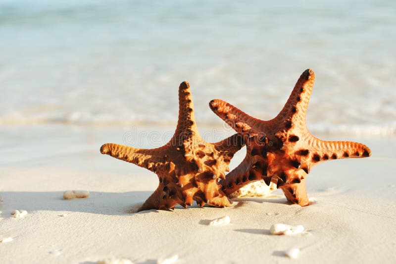 Rolls of Sushi stock image. Image of japan, japanese, tuna - 47389