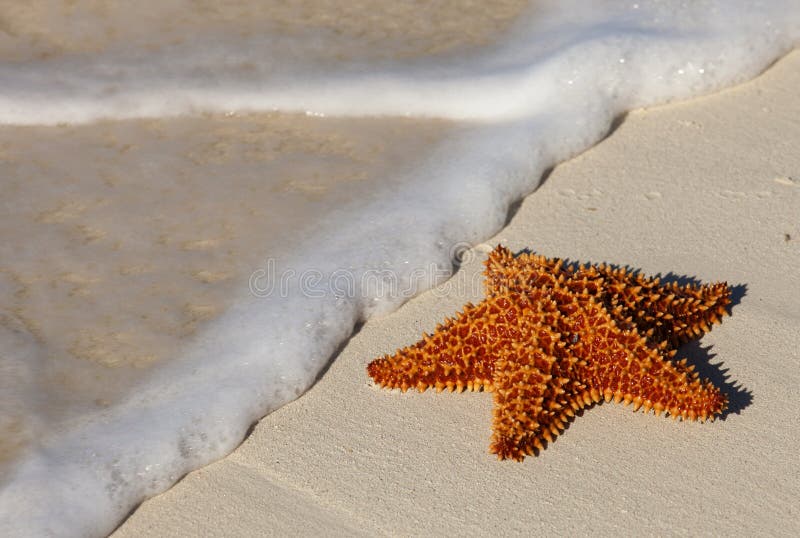 Starfish on Beach stock image. Image of life, approaching - 22093103