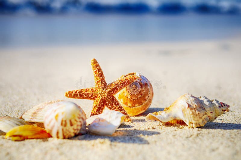 Seashells on beach stock photo. Image of coast, seashells - 5339834