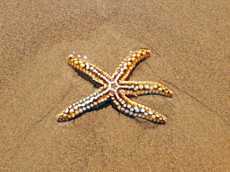 Star Fish on the Beach at the Atlantic Ocean Stock Image - Image of ...