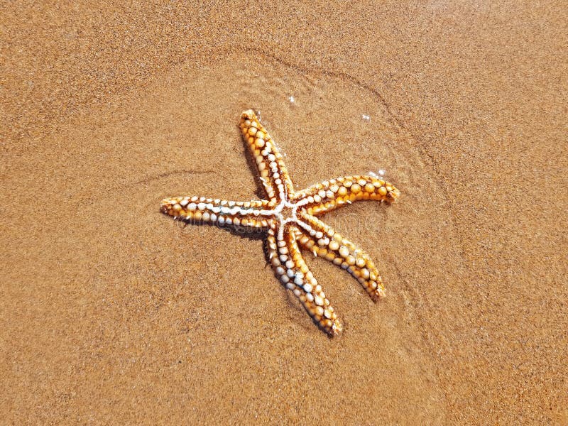 Star Fish on the Beach at the Atlantic Ocean Stock Photo - Image of ...