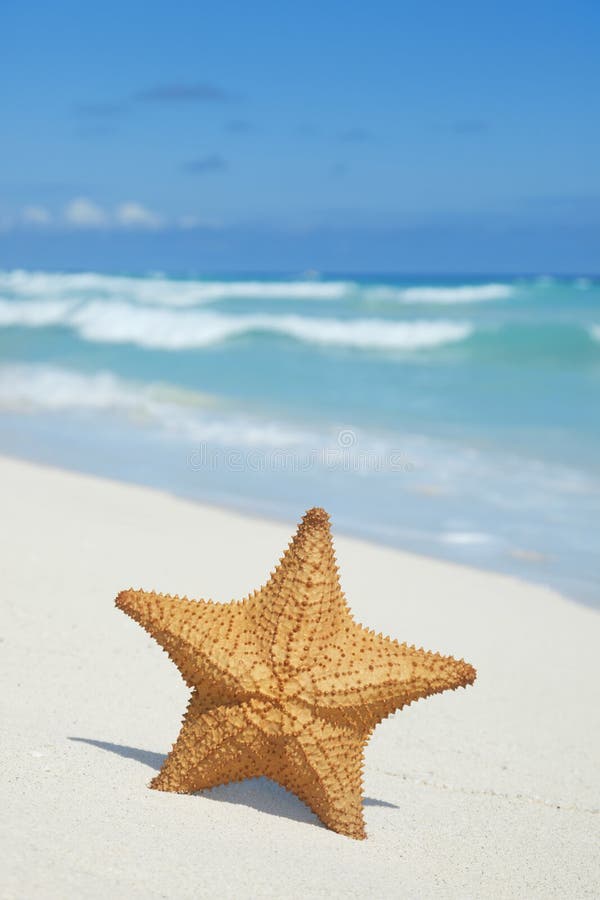 Starfish on Beach with Blue Ocean, Waves and Sky Stock Image - Image of ...