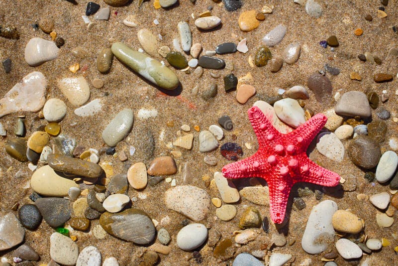 Starfish on the Beach. Bright, Red, Five-pointed Stock Photo - Image of ...
