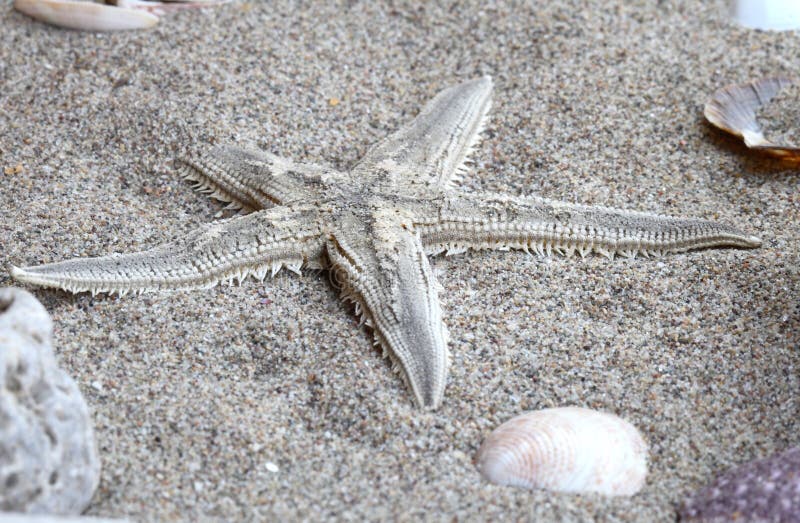 Starfish In A Beach Sand Picture. Image: 3791262