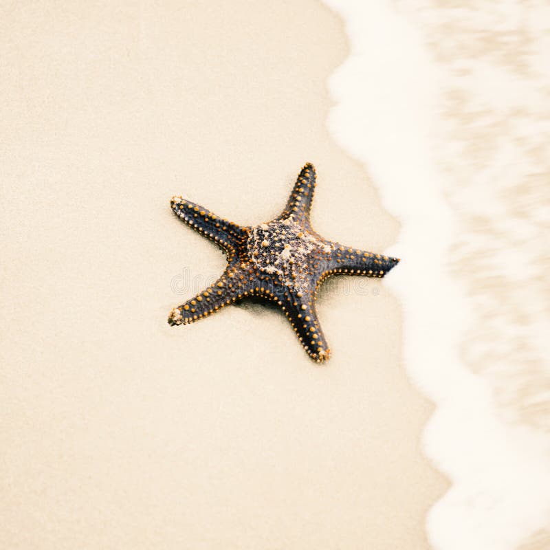 Starfish on the Beach Sand. Close Up. Stock Image - Image of seashore ...
