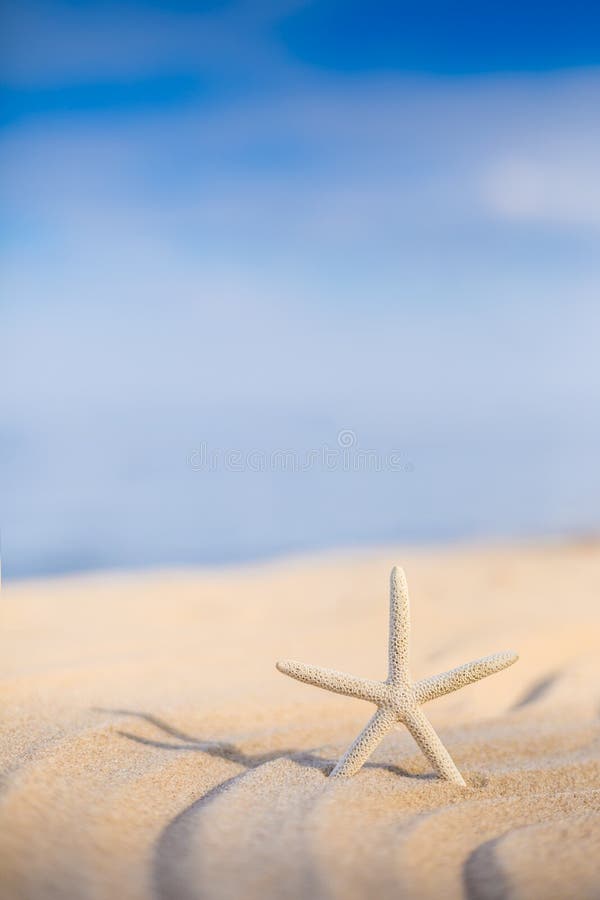 Starfish on a beach sand stock photo. Image of natural - 46799862