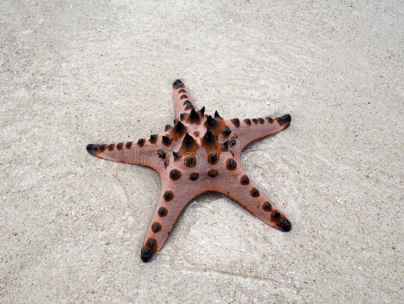 Starfish on a beach sand stock image. Image of beach - 266249391