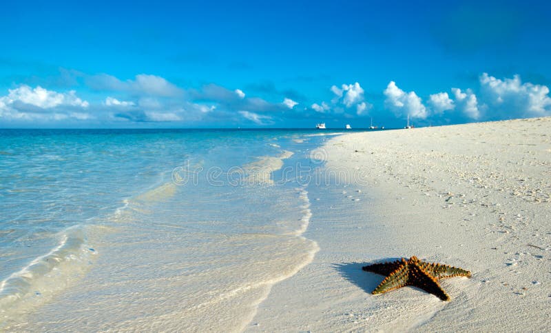 Starfish on the beach stock image. Image of starfish - 263306511
