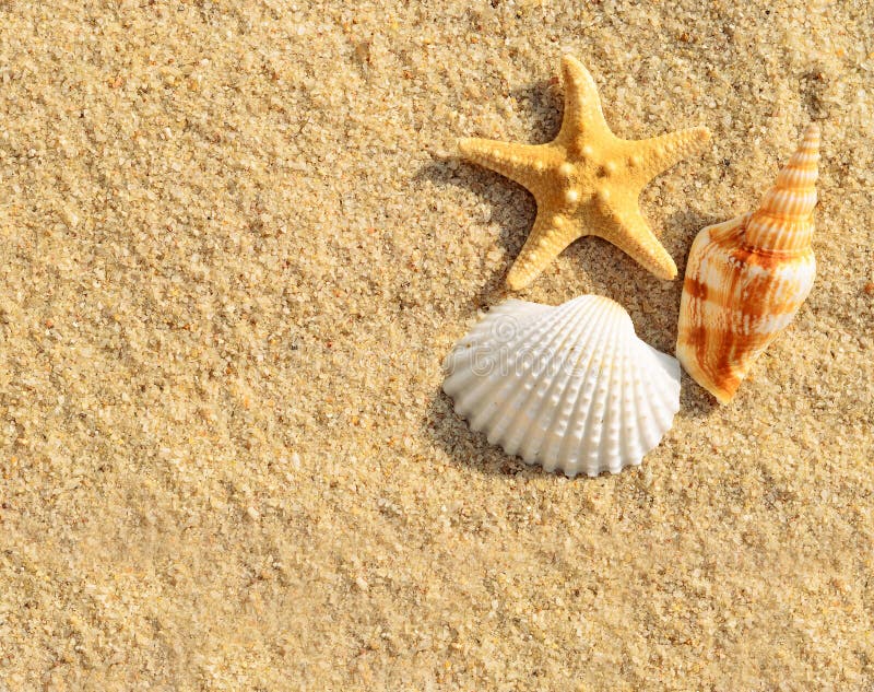 Starfish beach stock image. Image of caribbean, star - 47057841