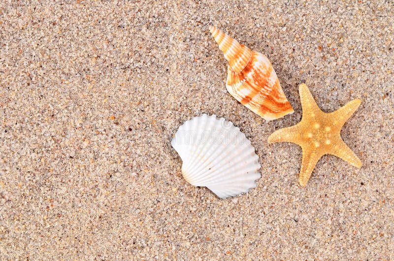 Starfish beach stock photo. Image of seashell, resort - 47057852