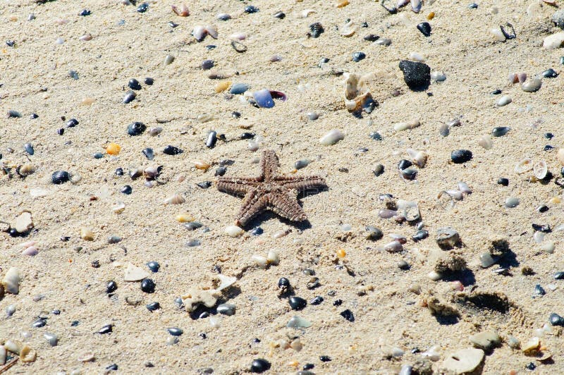 A Starfish and Beach Shells in the Sand Stock Photo - Image of island ...