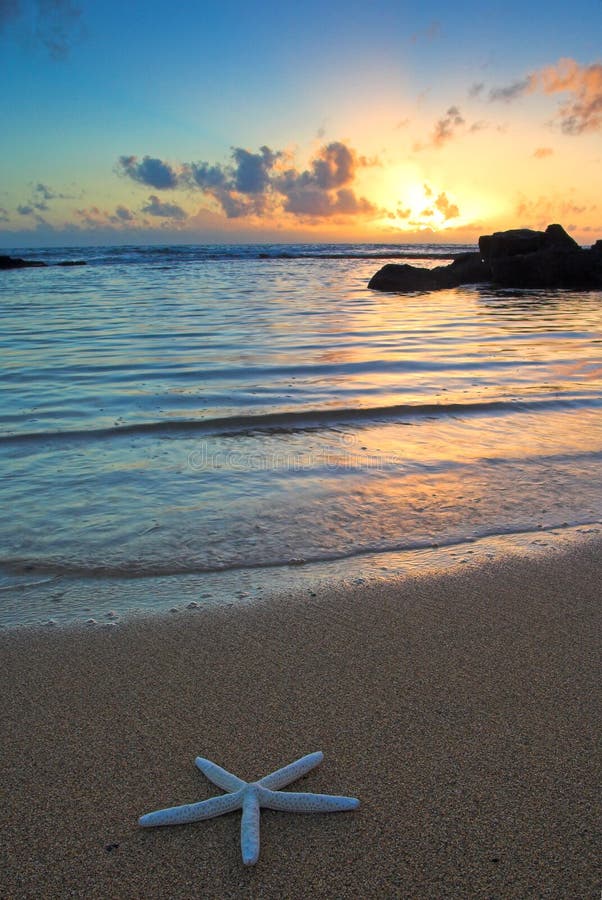 Starfish on the Beach at Sunset, Kauai Stock Image - Image of island ...