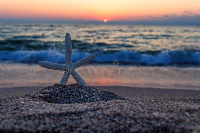 Starfish on the Beach at Sunset Stock Photo - Image of beauty, pretty ...
