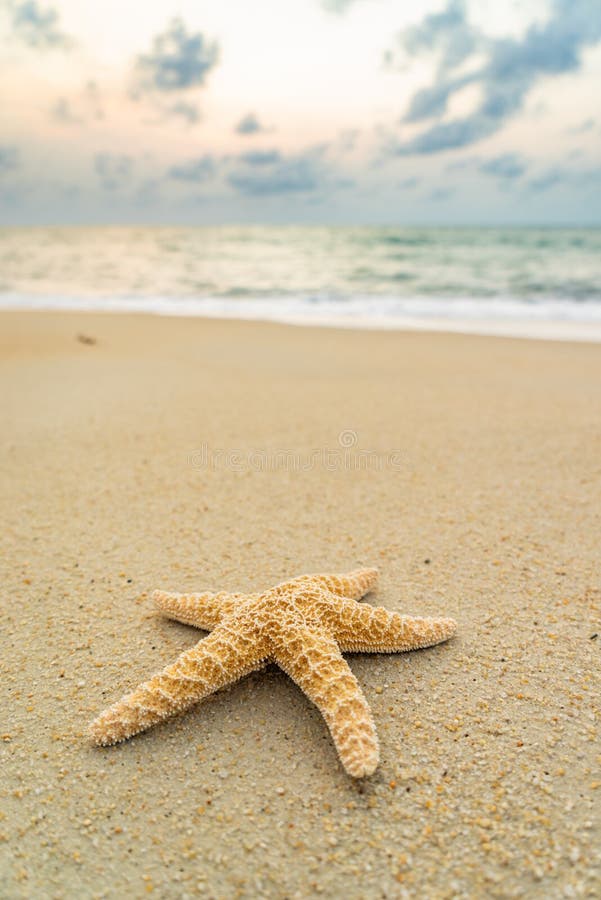 Starfish on the Beach Sunset Stock Photo - Image of star, wave: 197697474