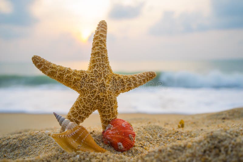 Starfish on the Beach Sunset Stock Photo - Image of star, shore: 197697742