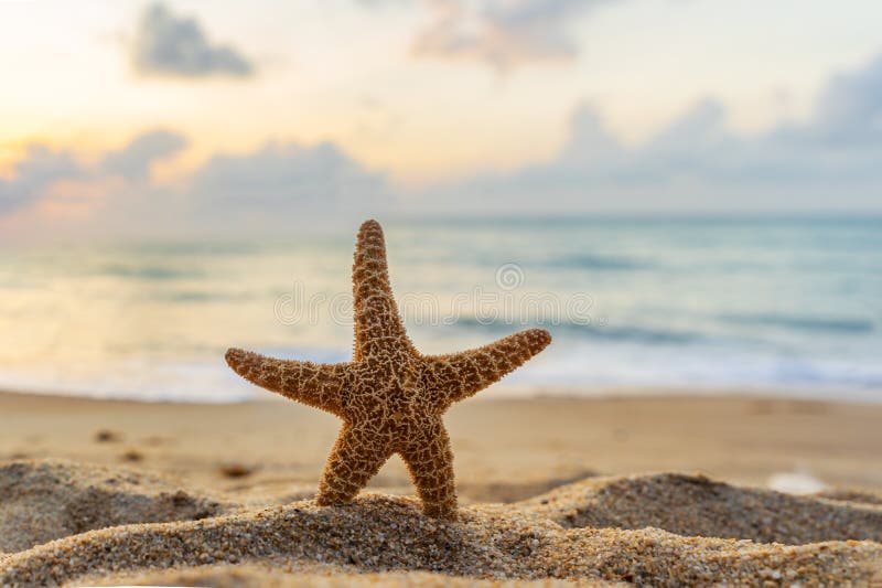 Starfish on the Beach Sunset Stock Photo - Image of aquatic, tropical ...