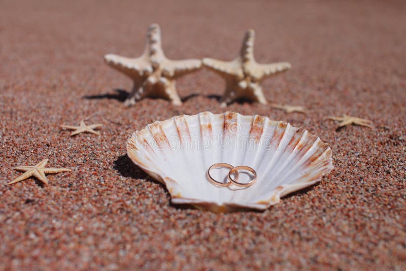 Starfish on the beach stock photo. Image of starfish - 53389228