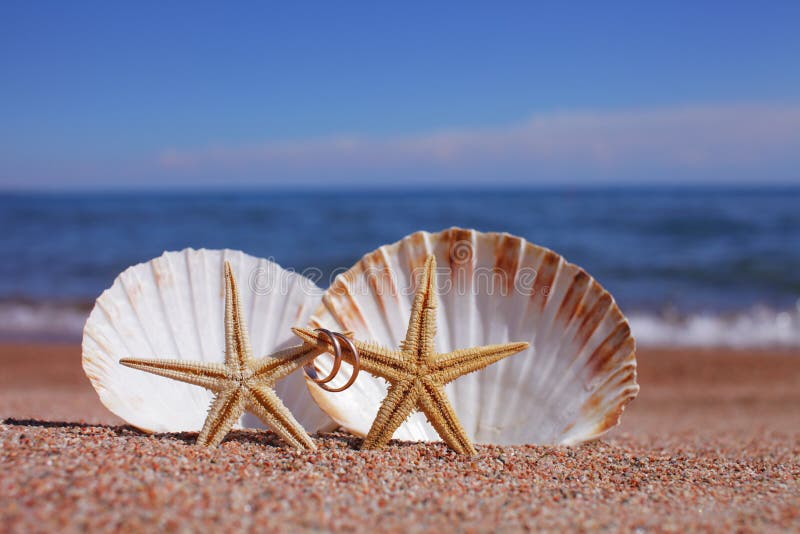 Starfish on the beach stock image. Image of starfish - 53389983