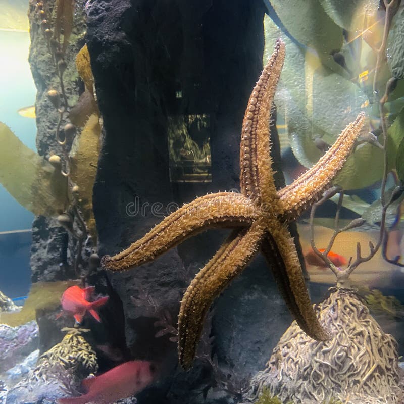 Starfish stock photo. Image of food, underwater, reef - 365870262