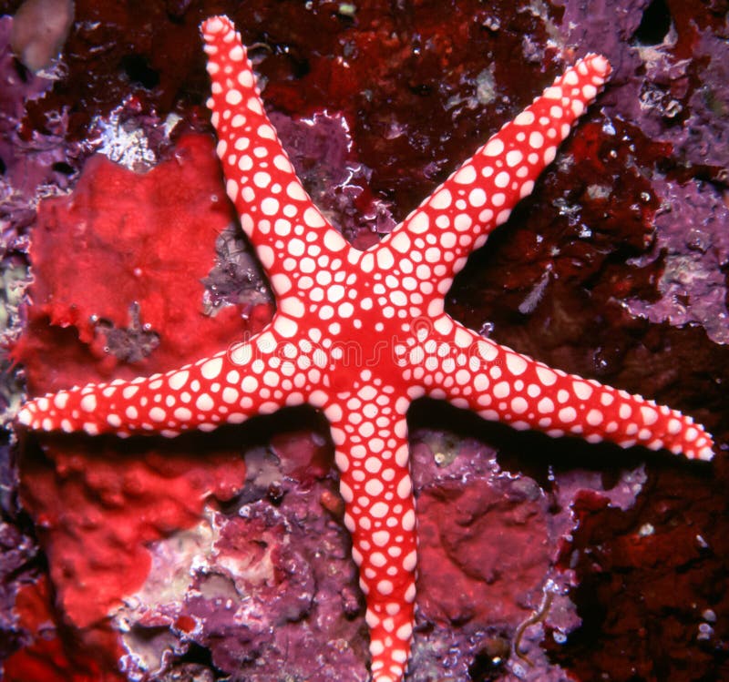 Red star fish stock image. Image of arms, dust, sand, macro - 69