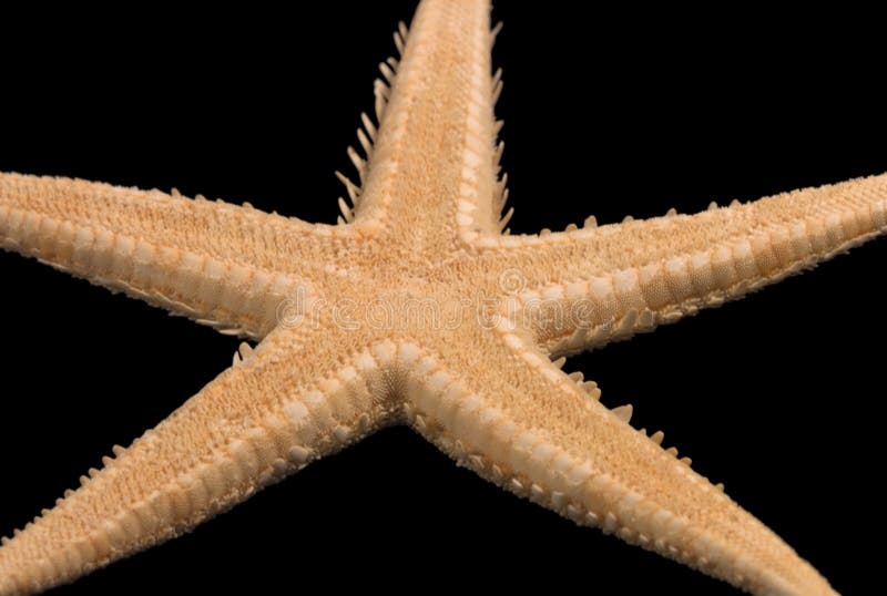 Starfish on black stock image. Image of environment, echinoderm - 34763863