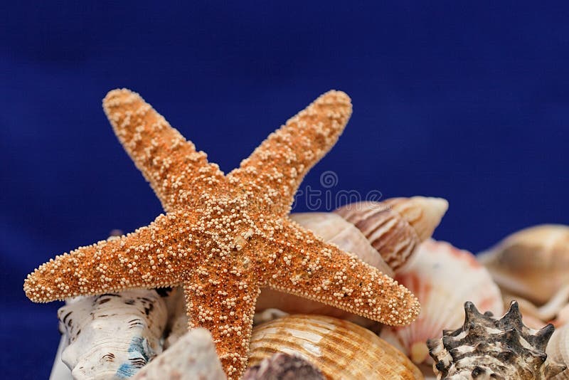 Starfish ans shells stock image. Image of water, aquatic - 620047