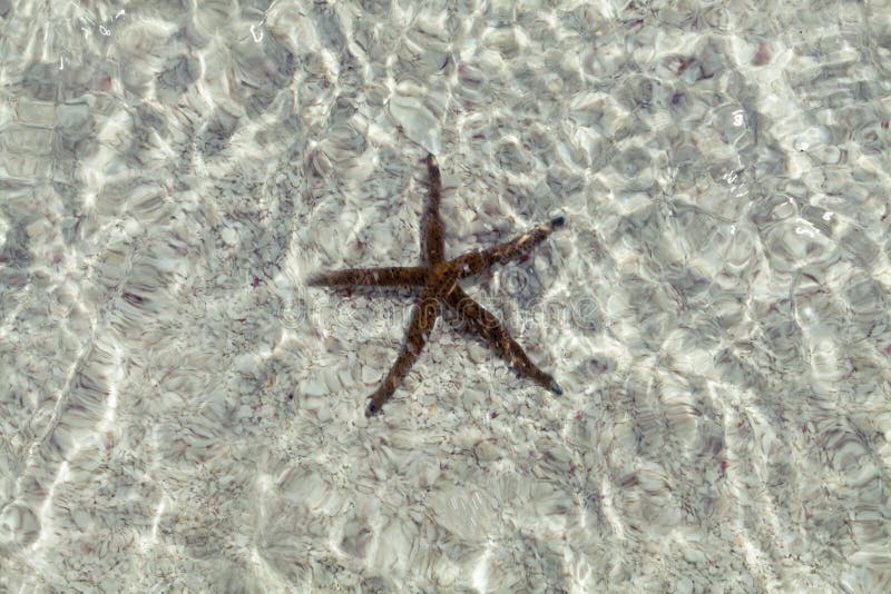 Blured Photo Starfish in Blue Water with Light Reflection. Stock Image ...