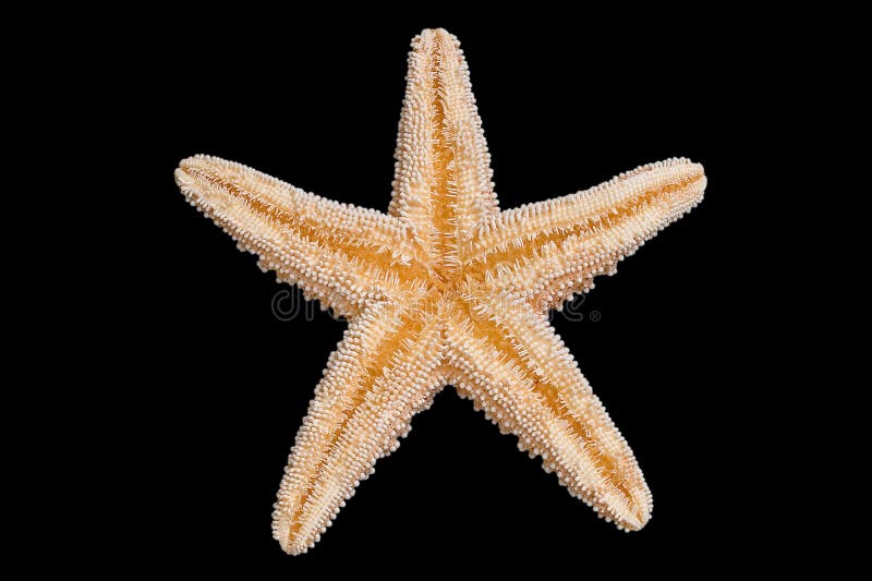 Starfish Bottom stock image. Image of ocean, pointed, beach - 655601