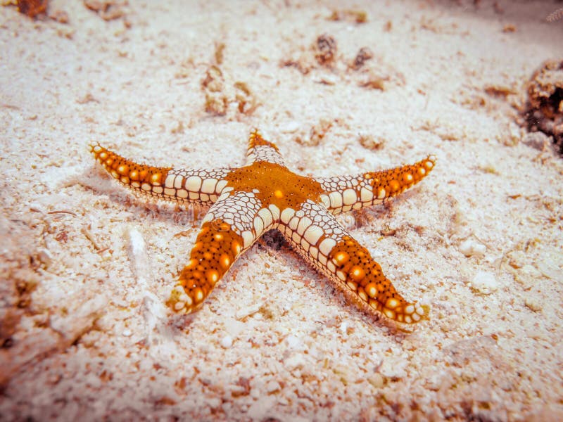 Starfish at the Bottom of the Sea Stock Photo - Image of corals, lonely ...