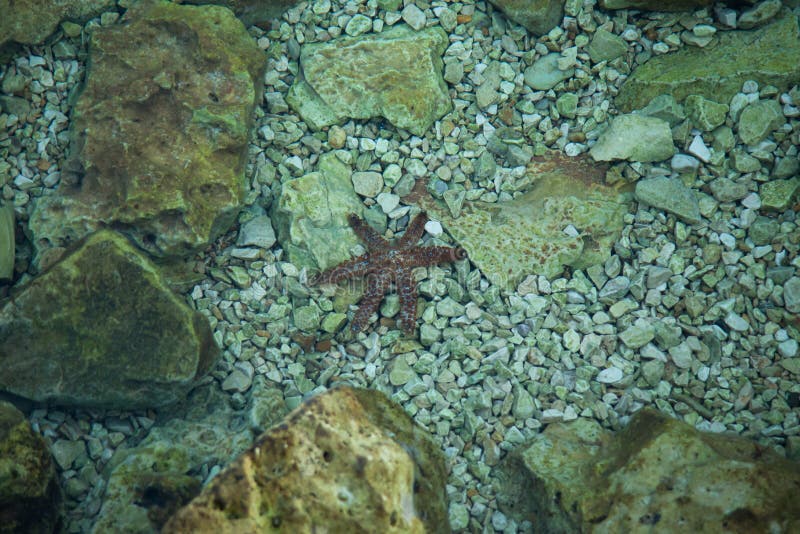 Starfish at the Bottom of the Sea Stock Photo - Image of star, blue ...