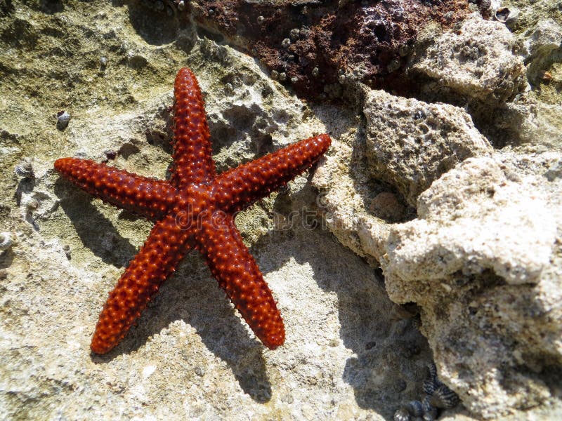 Starfish on the Caribbean Rocks Stock Image - Image of orange ...